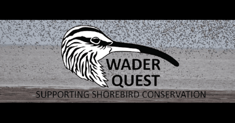 BirdLasser - Wader Conservation World Watch 2020